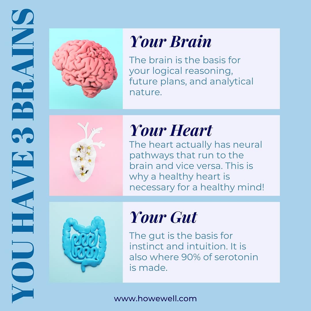 You Have 3 Brains… Did you know? – Howe Well | Stacy Howe Homeopathic ...